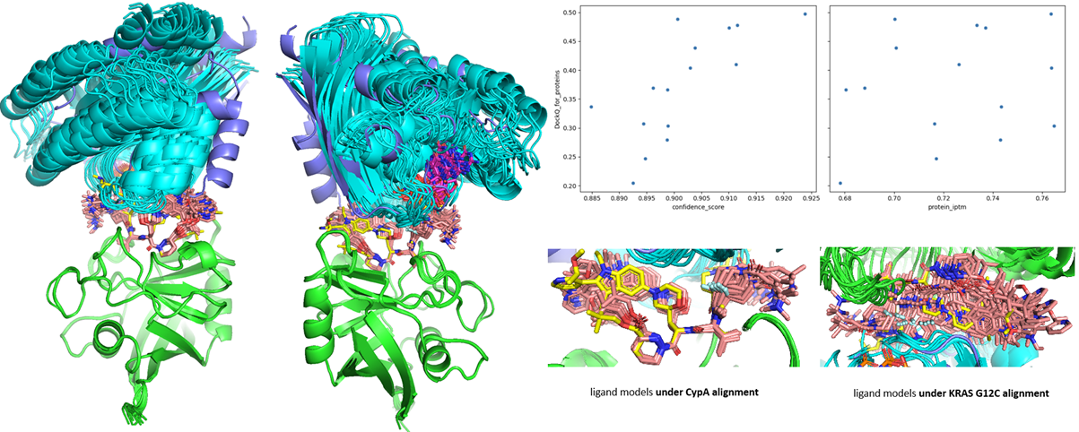 Evaluating the Boltz-2 Co-folding Model for Challenging Modalities: A Two-Case Study with ...
